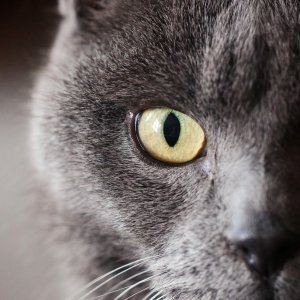 Cat eye | DPReview Forums