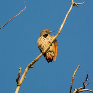 20190918 Northern Flicker 05 | DPReview Forums