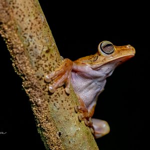 Costa Rica-3699-307 Gladiator Tree Frog | DPReview Forums