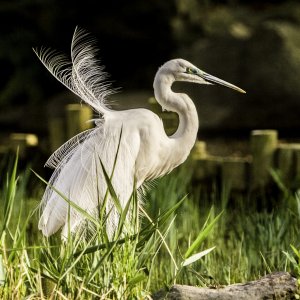 bitterns | DPReview Forums