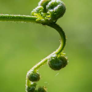 feuille | DPReview Forums