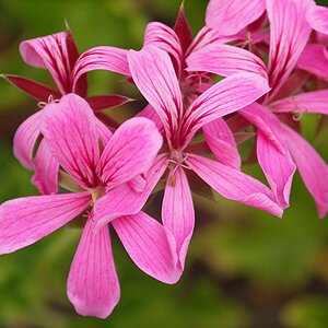 Vining Geranium | DPReview Forums