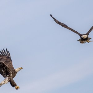 Here Comes Lunch! | DPReview Forums