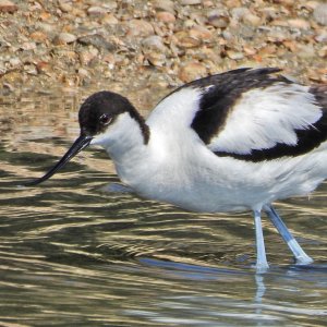 avocet | DPReview Forums