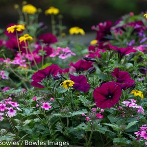 kennett-square | DPReview Forums