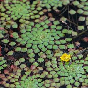 ballooning | DPReview Forums