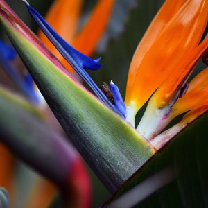 bird-of-paradise | DPReview Forums