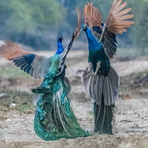 kanha-np-2020 | DPReview Forums