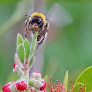 bumblebee | DPReview Forums