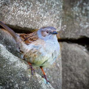 panasonic-leica-100-400 | DPReview Forums