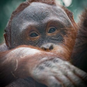 beauval | DPReview Forums