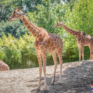 beauval | DPReview Forums