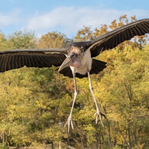 z ZooBV (5) | DPReview Forums