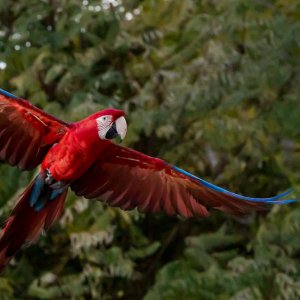 z ZooBV (15) | DPReview Forums