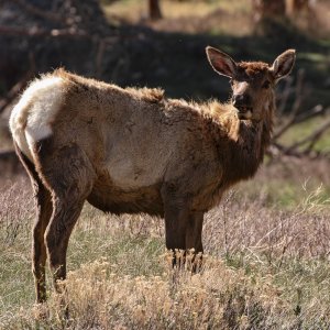 SDIM6155-1 | DPReview Forums