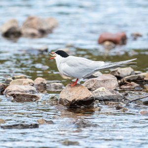 Test Canon FDn 500mm/4.5L 03142 | DPReview Forums