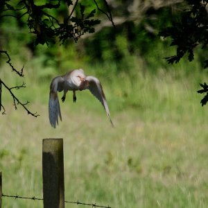 panasonic-leica-100-400 | DPReview Forums