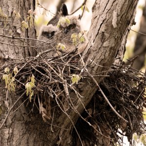 raptors | DPReview Forums