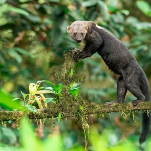 Tayra | DPReview Forums