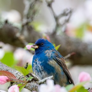 winged | DPReview Forums