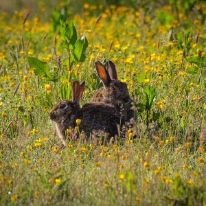 panasonic-leica-100-400 | DPReview Forums