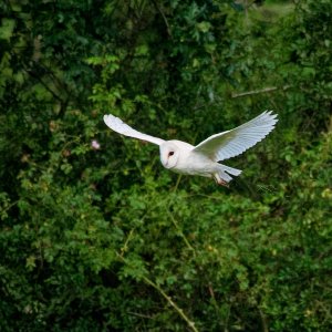 panasonic-leica-100-400 | DPReview Forums