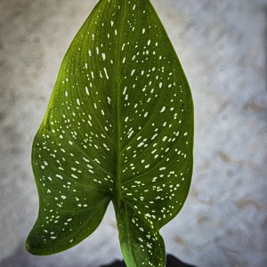 Green and White | DPReview Forums