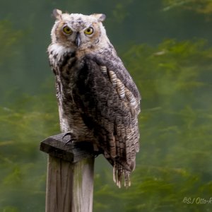 raptors | DPReview Forums