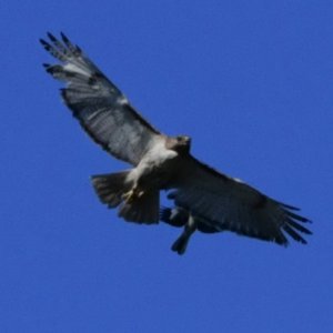 Hawk in dogfight | DPReview Forums