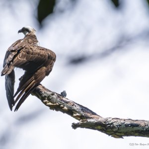 raptors | DPReview Forums