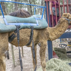 sherwood-forest | DPReview Forums