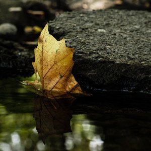 Fall Leaves on the Stream 2020-3975 | DPReview Forums