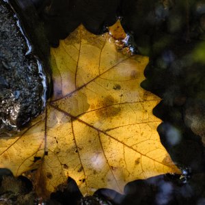 Fall Leaves on the Stream 2020-3975 | DPReview Forums