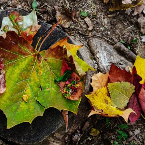 pentax-da-50-135ed-sdm | DPReview Forums