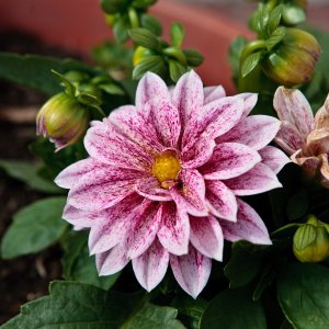 giardino | DPReview Forums