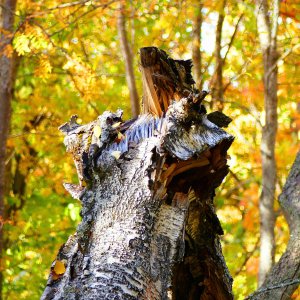 Tree | DPReview Forums