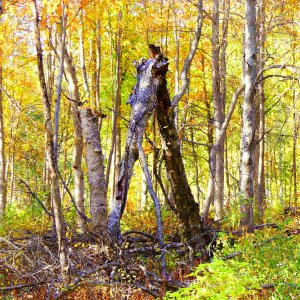 Tree | DPReview Forums