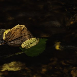 pentax-da-50-135ed-sdm | DPReview Forums