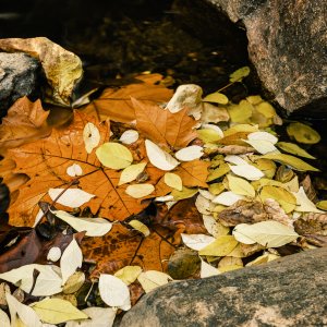 Fall Stream - Fuji 2020-5405 | DPReview Forums