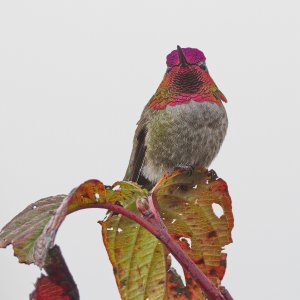 Anna's Humingbird | DPReview Forums