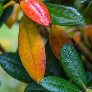 Rainy day | DPReview Forums