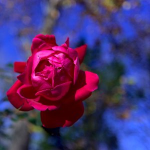Rose on blue | DPReview Forums