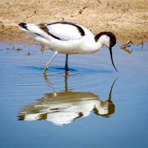 avocet | DPReview Forums