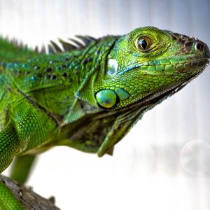 exotic-pet | DPReview Forums