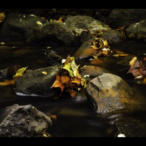 Legends of the Fall Print File FINAL | DPReview Forums