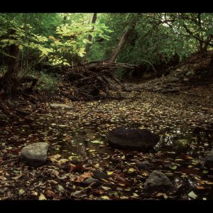 Legends of the Fall Print File FINAL | DPReview Forums