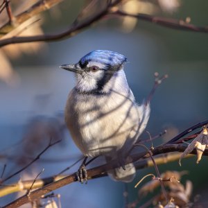 winged | DPReview Forums