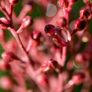 haus | DPReview Forums