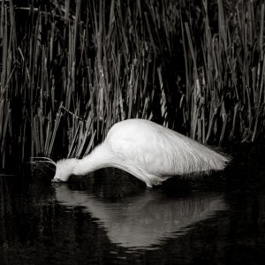 seidenreiher | DPReview Forums