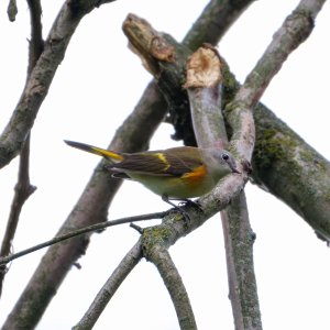 fuji-xf-100-400mm-f45-56-r-lm-ois-wr | DPReview Forums